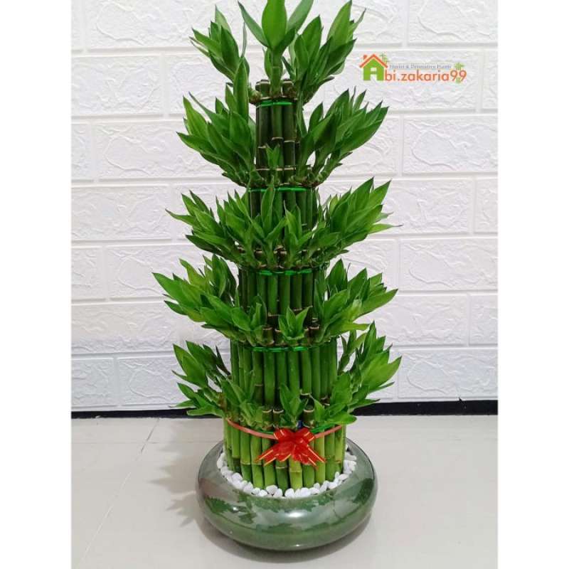 Promo Lucky Bamboo/bambu Rejeki/ Bambu Hoki 5 Susun (t : 40 Cm )+vas ...