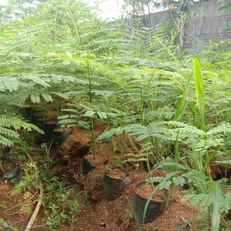 Jual Tanaman Solobium 50cm Pakis Brazil Schizolobium Parahyba Pohon ...