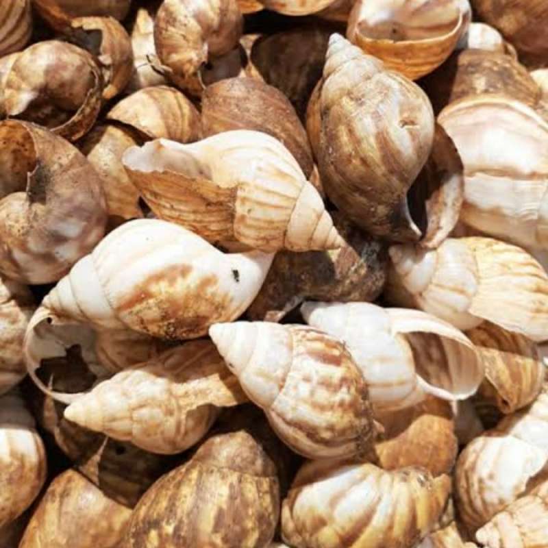 Jual Cangkang Bekicot Pakan Ternak Dll Isi -+60 Size Random Berat 1 Kg ...