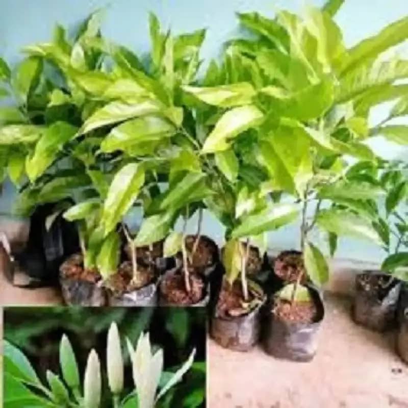 Jual Bunga Kantil 💯 Harga Murah & Kualitas Terbaik Mei 2026