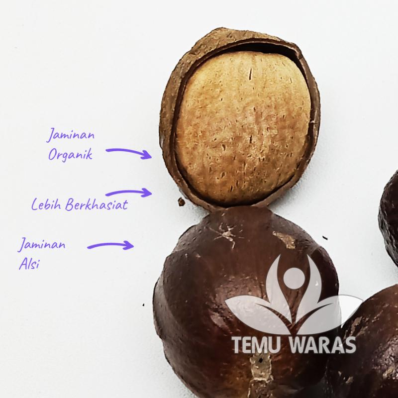 Jual Biji Pala Bulat Atau Nutmeg Bulat Kering 250gr Asli Hutan Di ...