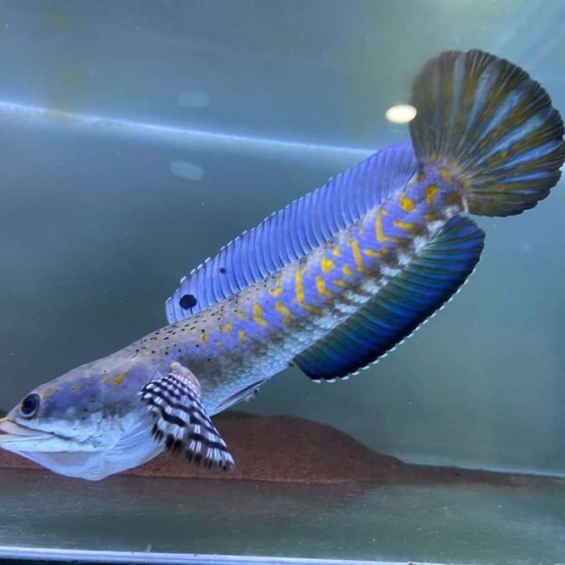 Promo Ikan hias Channa Blue Pulchra (Ukuran 9-10 CM) - Chana Blue ...