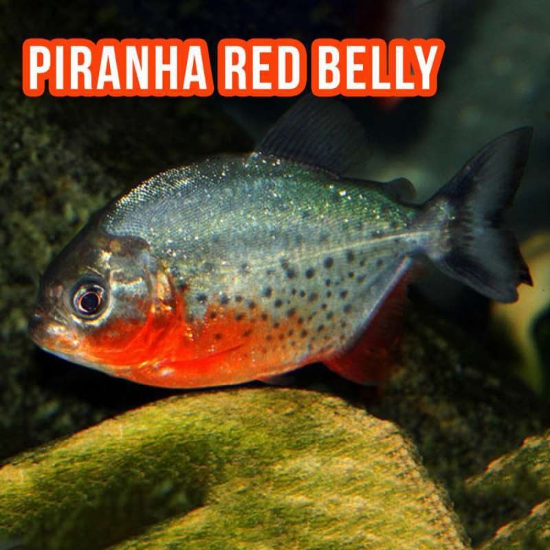 Ikan Piranha