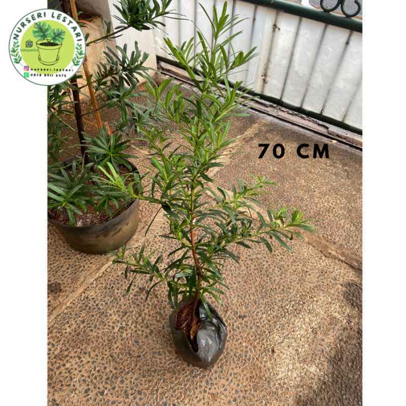 Promo Promo Pohon Lo Han Sung Lohansung - Podocarpus Macrophyllus ...