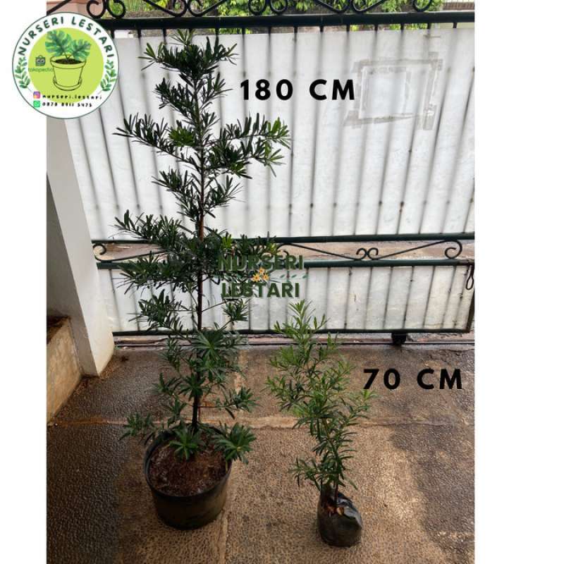 Promo Promo Pohon Lo Han Sung Lohansung - Podocarpus Macrophyllus ...