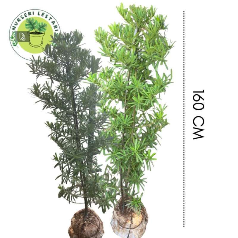 Promo Promo Pohon Lo Han Sung Lohansung - Podocarpus Macrophyllus ...