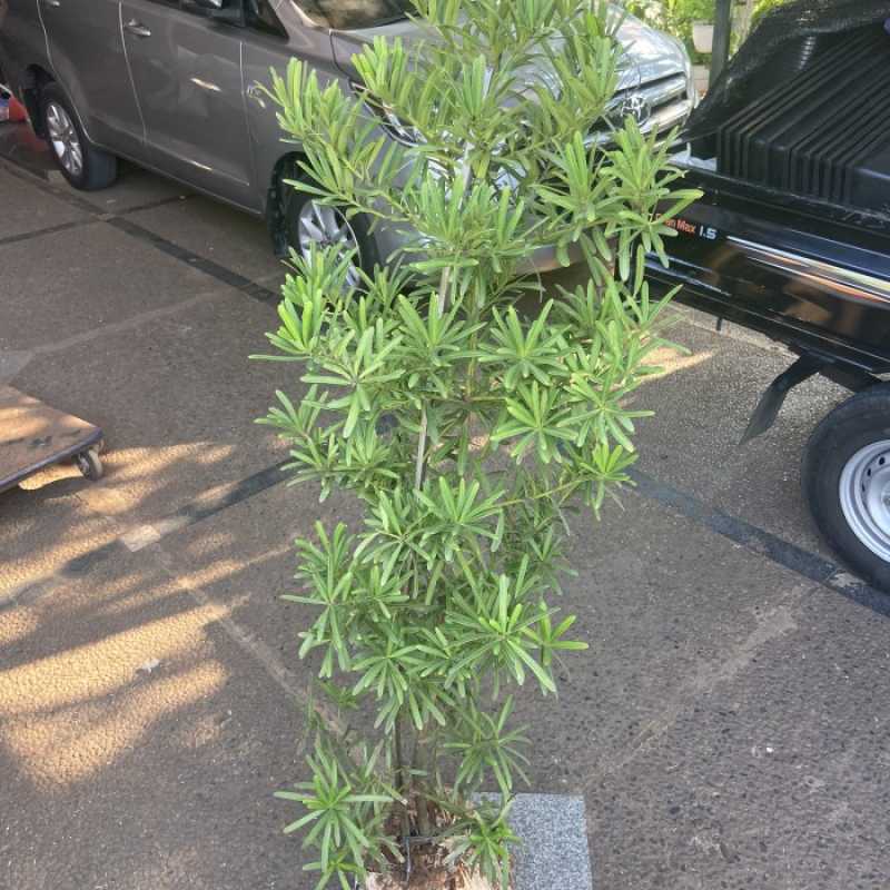 Promo Promo Pohon Lo Han Sung Lohansung - Podocarpus Macrophyllus ...
