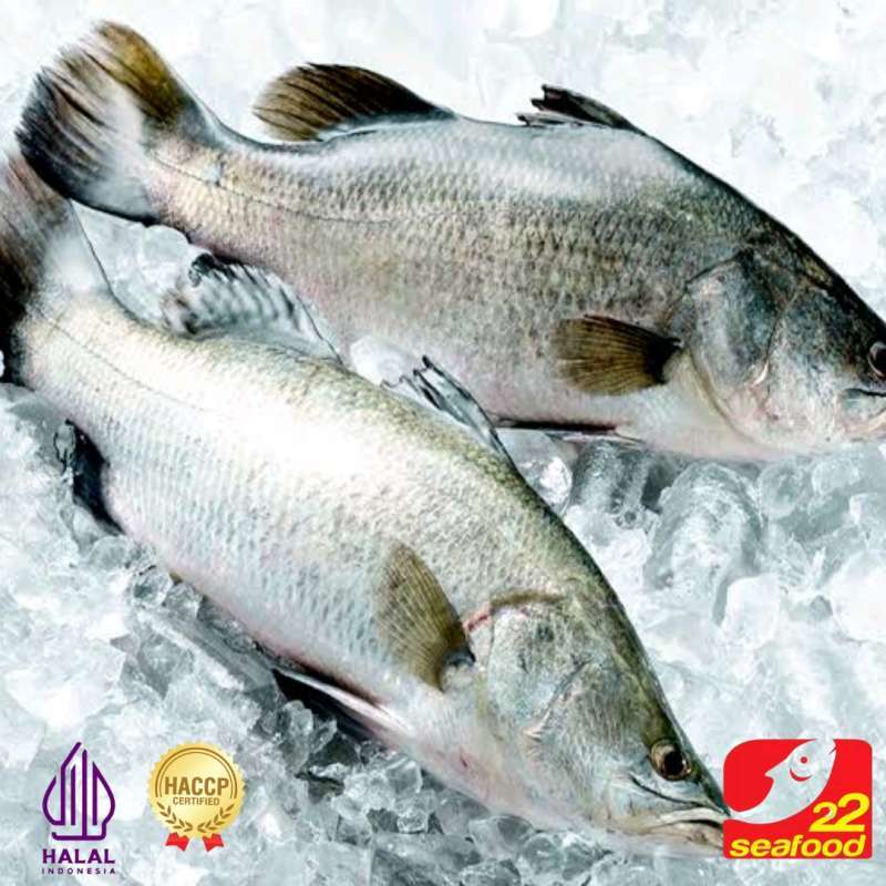 Jual Sisik Ikan 1 Kg Termurah - Harga Grosir Terupdate Hari Ini | Blibli