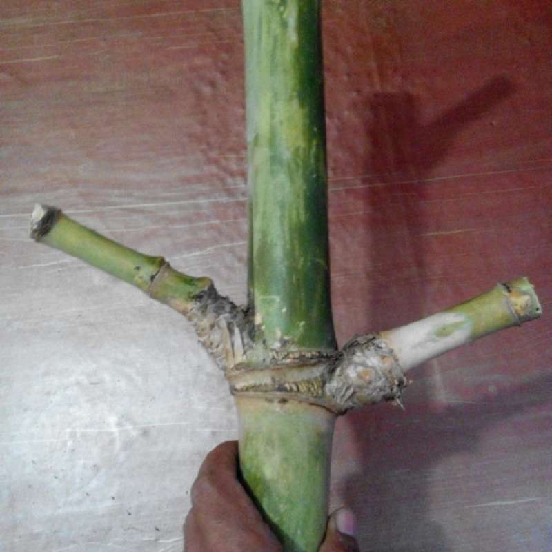 Jual Bambu Pring Patil Lele Asli Alami Istimewa Di Seller Hachi - Cengkareng Timur, Kota Jakarta ...