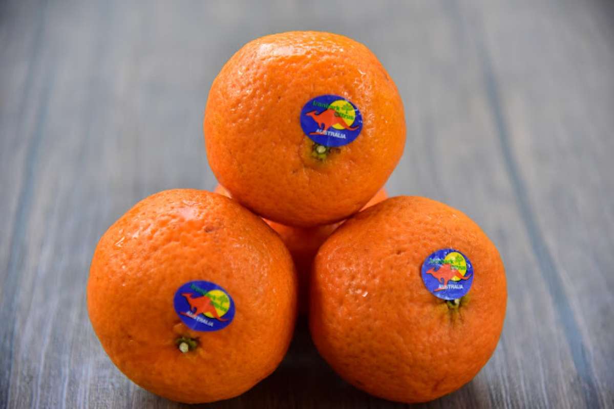 Jual Hasilsumberalam Jeruk Murcot Honey Murcott Oranges Australia 2ph ...