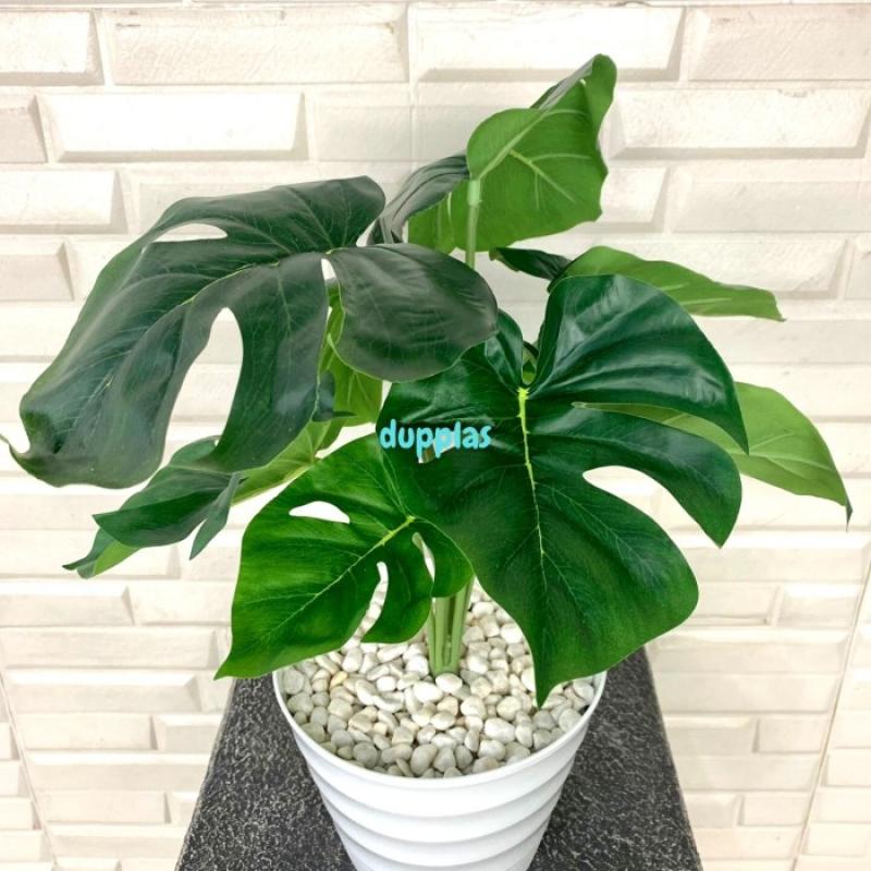 Promo Tanaman Hias Daun Monstera Variegata Hijau X9 Semi Latex ...