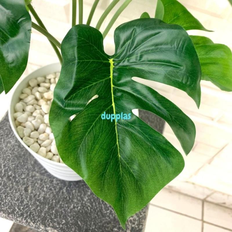 Promo Tanaman Hias Daun Monstera Variegata Hijau X9 Semi Latex ...