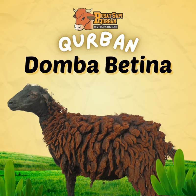 Jual Domba Betina Original Harga Termurah Mei 2024 | Blibli