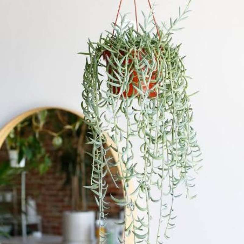 Promo Senecio String Of Fish Hooks - Tanaman Hias Gantung Diskon 23% Di ...