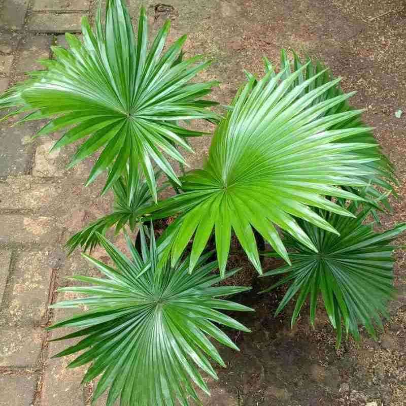 Jual Palm Sadeng 💯 Harga Murah & Kualitas Terbaik Mei 2025