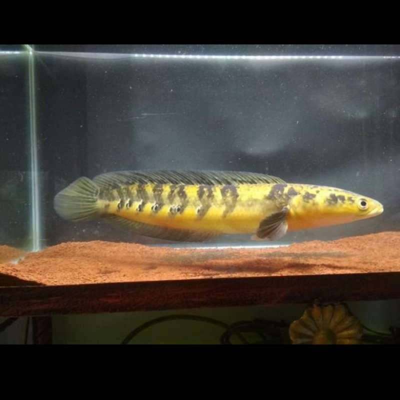 Promo channa yellow sentarum 36cm Diskon 23% di Seller Sakamoto - Duri ...