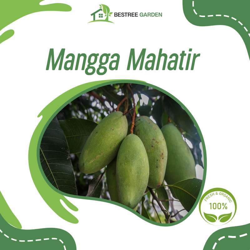 Jual Buah Mangga Mahathir 💯 Harga Murah & Kualitas Terbaik Mei 2026