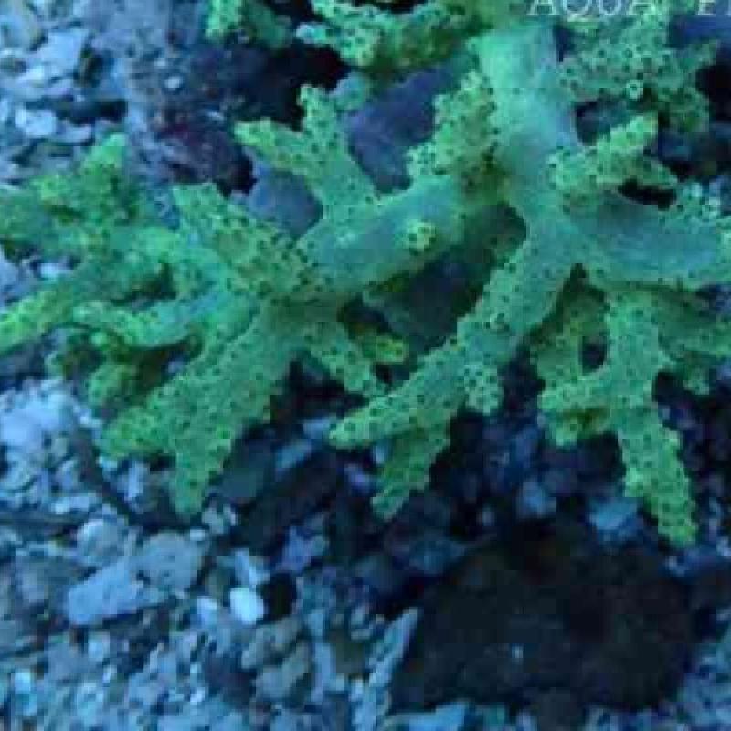 Promo Coral Lobophyton SPP - Karang Tangan Setan Hijau Neon Premium ...