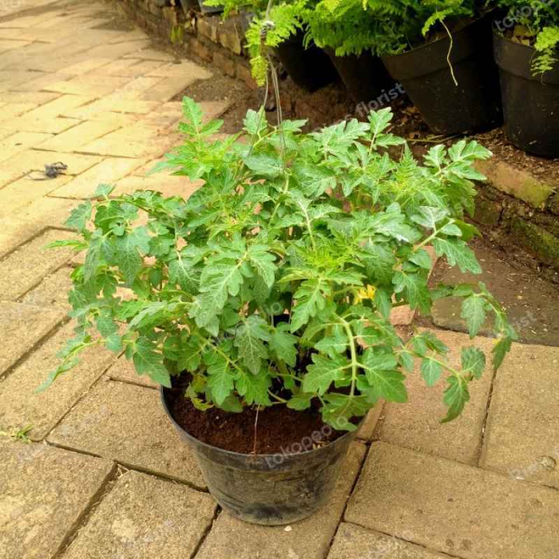 Promo Tanaman Tomat Cherry Diskon 23% Di Seller Faika - Cengkareng ...