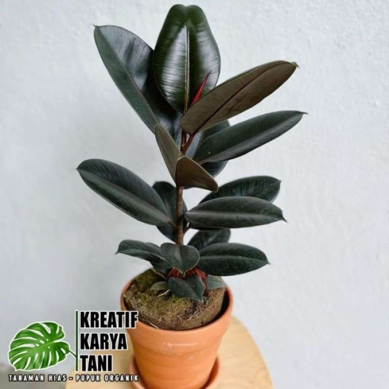 Jual Tanaman Hias Karet Kebo Merah - Rubber Plant Ficus Elastica Di ...