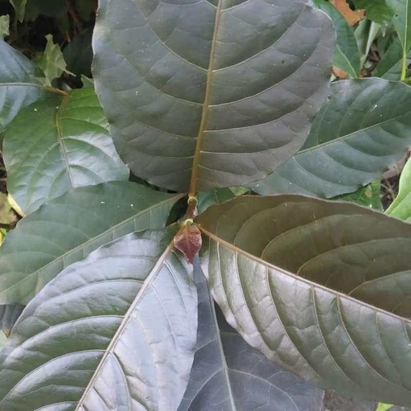 Jual Jual Daun Ungu Handeleum Obat Ambien 500 Gram Segar Di Seller ...