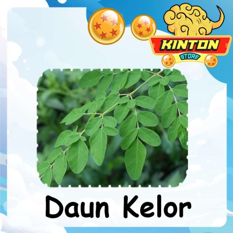 Jual Daun Kelor Segar Moringa Oleifera Merunggai Drumstick Malunggay ...