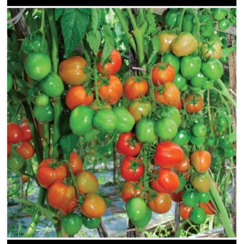 Jual Benih Panah Merah - Tomat Tantyna F1 Di Seller Uthieorchard ...