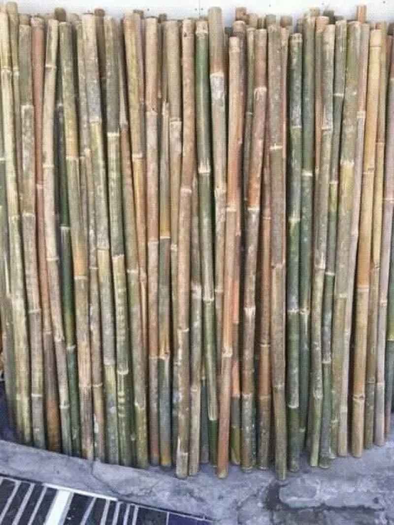 Jual Tongkat Pramuka Bambu Original Terbaru - Harga Promo Murah Juni ...