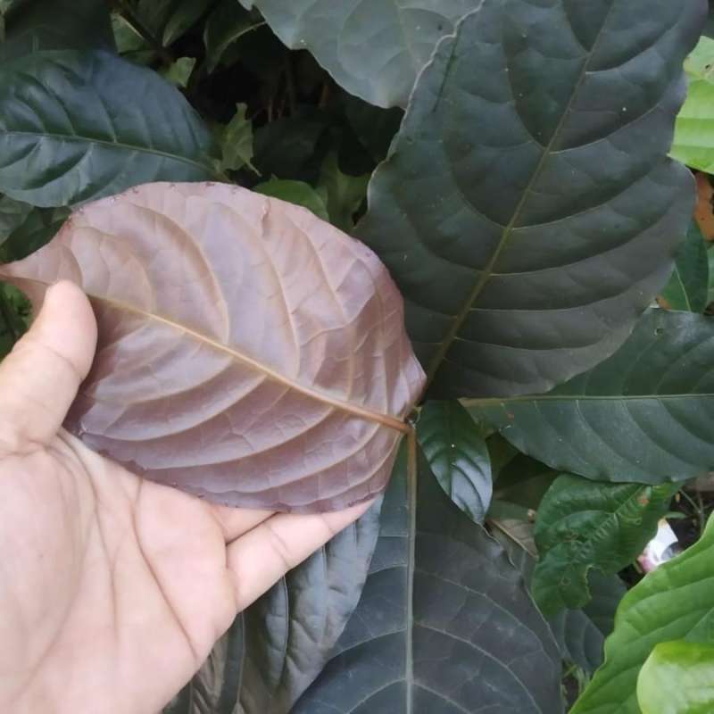 Jual jual daun ungu handeleum obat ambien 500 gram segar di Seller ...