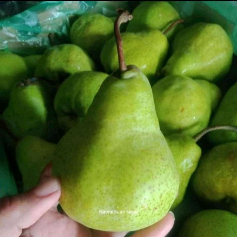 Jual Buah Pir Pakam 1kg Di Seller Clarif_jaya - Cengkareng Timur, Kota ...