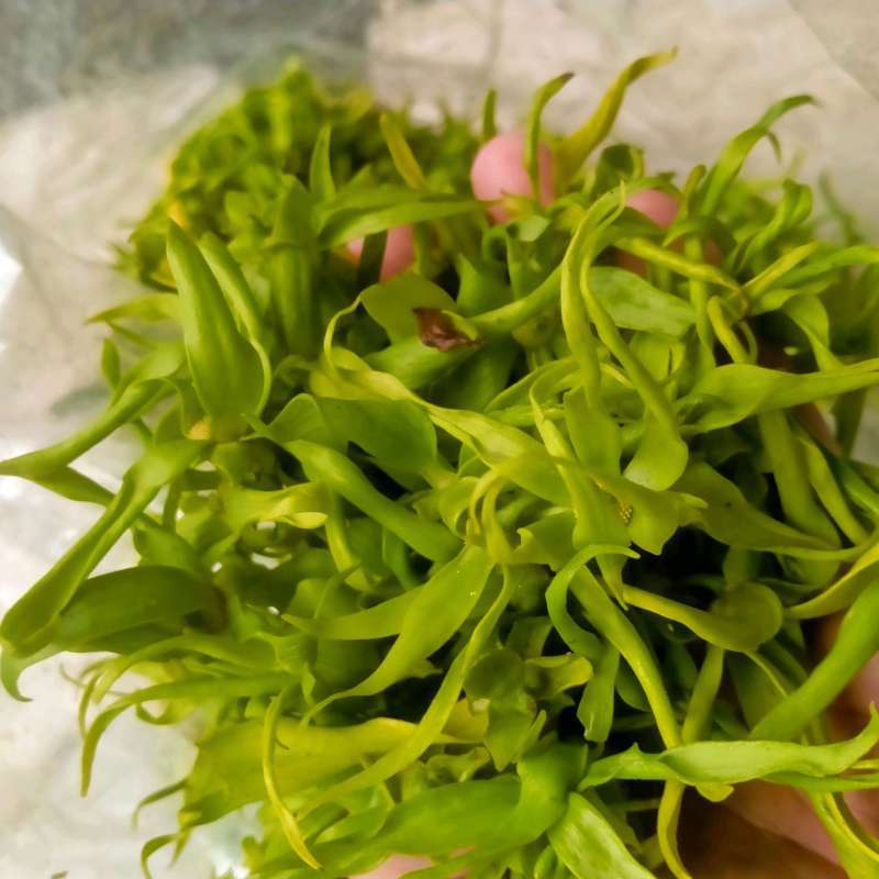 Jual Bunga Kenanga Wangi | Mawsr Tabur | Bunga Segar Di Seller Aurel ...