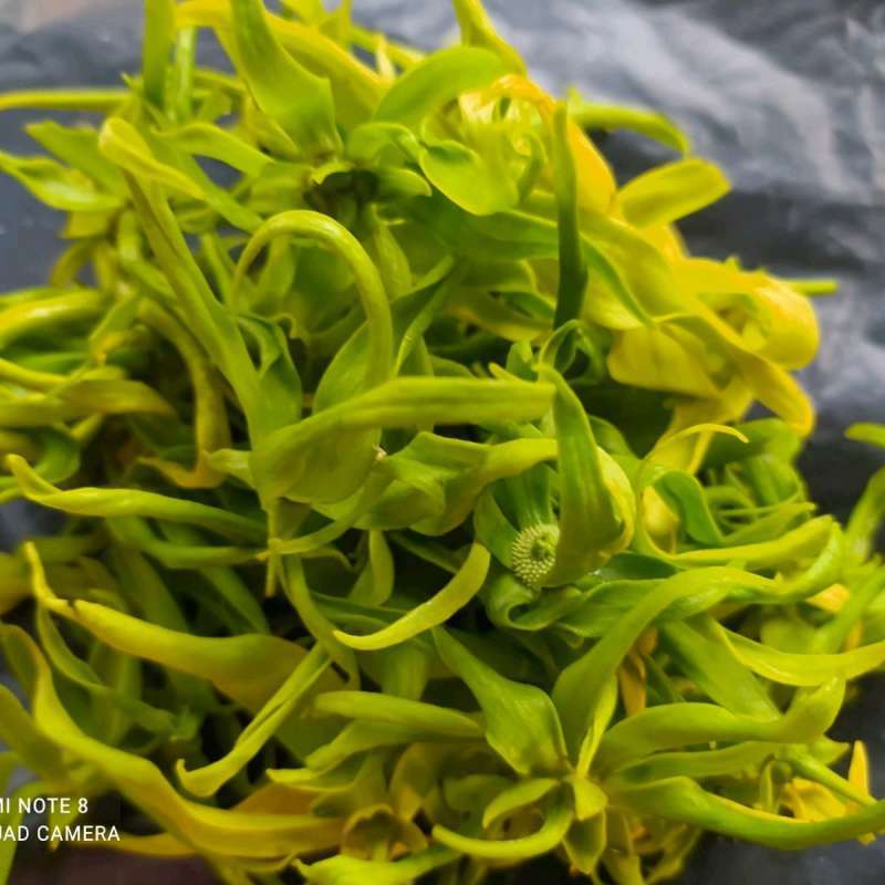 Jual Bunga Kenanga Wangi | Mawsr Tabur | Bunga Segar Di Seller Aurel ...