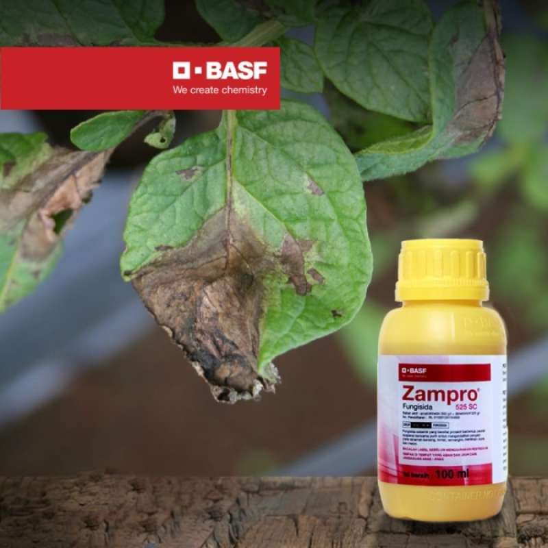 Promo Obat Busuk Daun Hawar Daun Kentang - Fungisida Sistemik Zampro ...