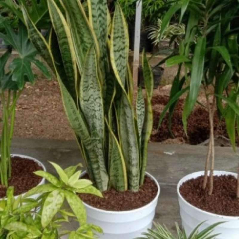 Promo Tanaman Hias Lida Mertua Sensivera Sudah Rimbun + Pot Putih ...