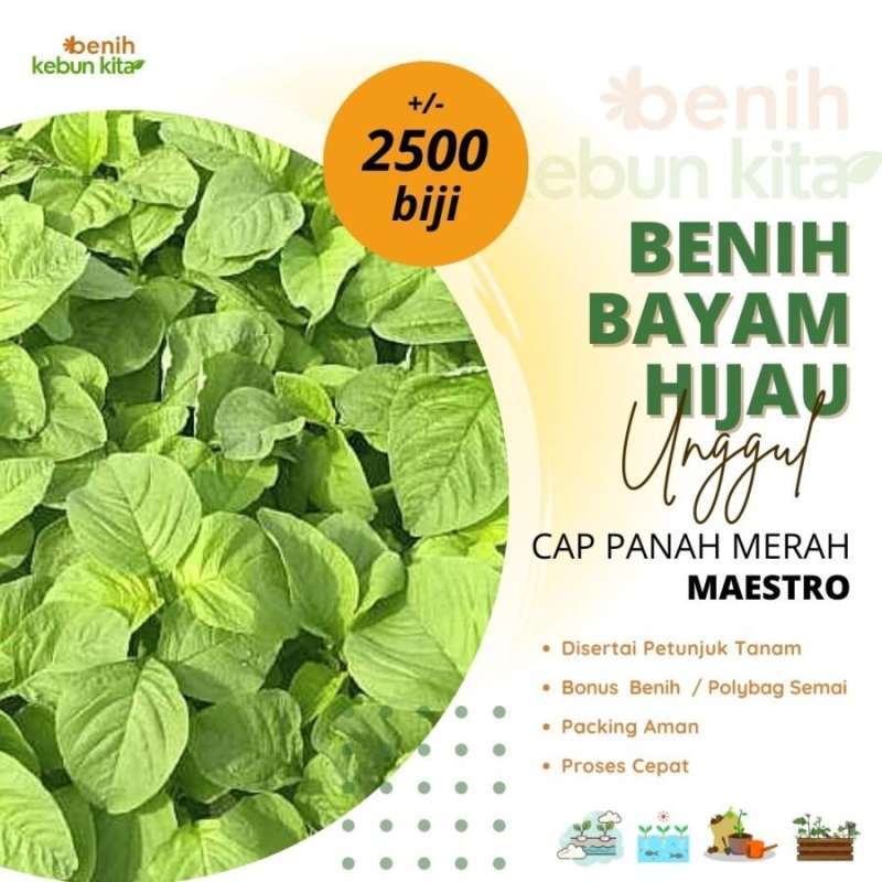 Jual Benih Bayam Hijau Maestro Cap Panah Merah Repack di Seller Benih ...