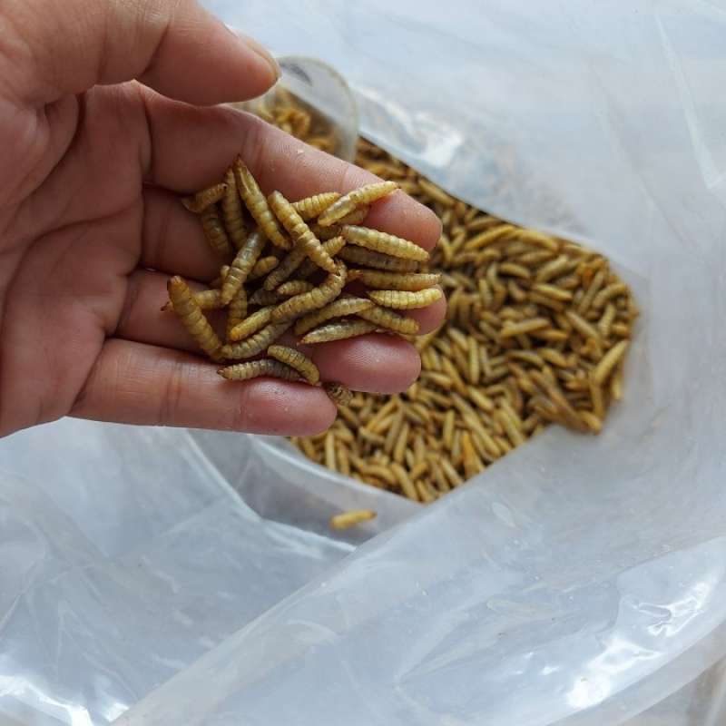 Promo Pakan Maggot Magot BSF 1Kg Untuk Badan Bulky dan Warna Putih Koi ...