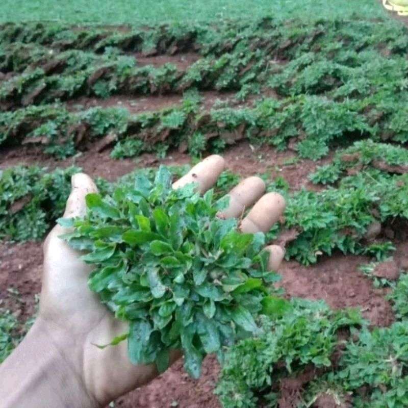 Promo Rumput Gajah Mini Hidup Per 50x50cm Diskon 27% Di Seller Go'green ...