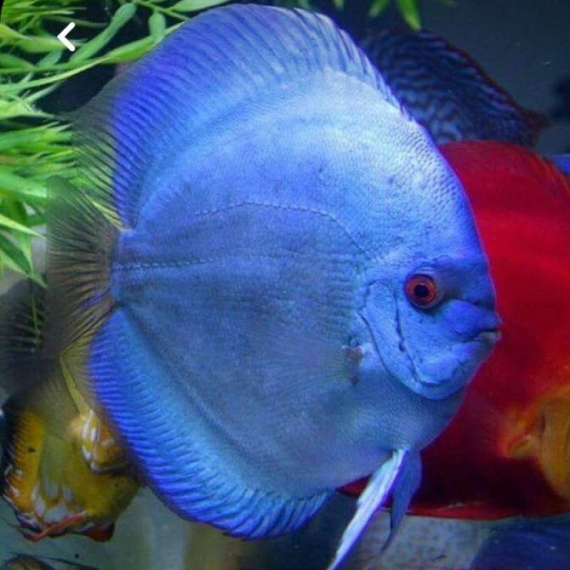 Promo discus blue diamond / discus blue / discus biru / ikan discus - 2 ...