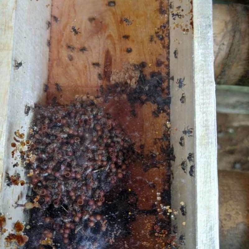 Jual Bibit Lebah Klanceng/lebah Trigona/lebah Itama Di Seller Rumix ...