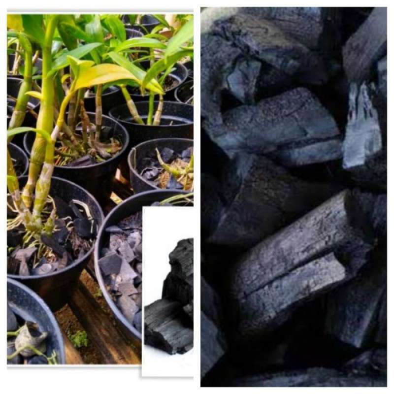 Jual Arang Kayu -areng Kayu-wood Charcoal/lump Charcoal/kemasan/ Tanam Di Seller Regstore ...