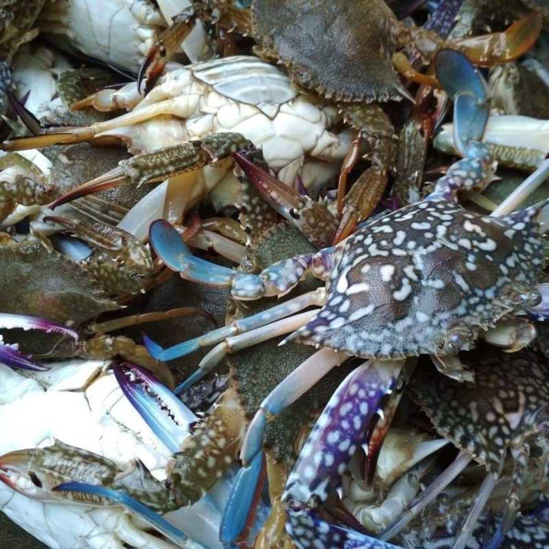 Jual Ikan Kepiting Rajungan Fresh Segar Di Seller Doyan Daging Store ...