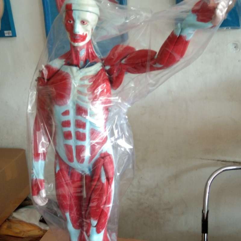 Promo Manikin Manusia Otot / Phantom Manusia Otot / Torso Manusia Otot ...