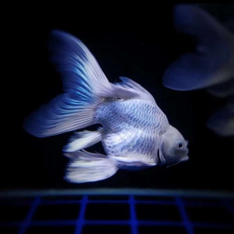 Promo Koi Butterfly Short Body Import Grade A Super Jumbo Diskon 23% Di ...