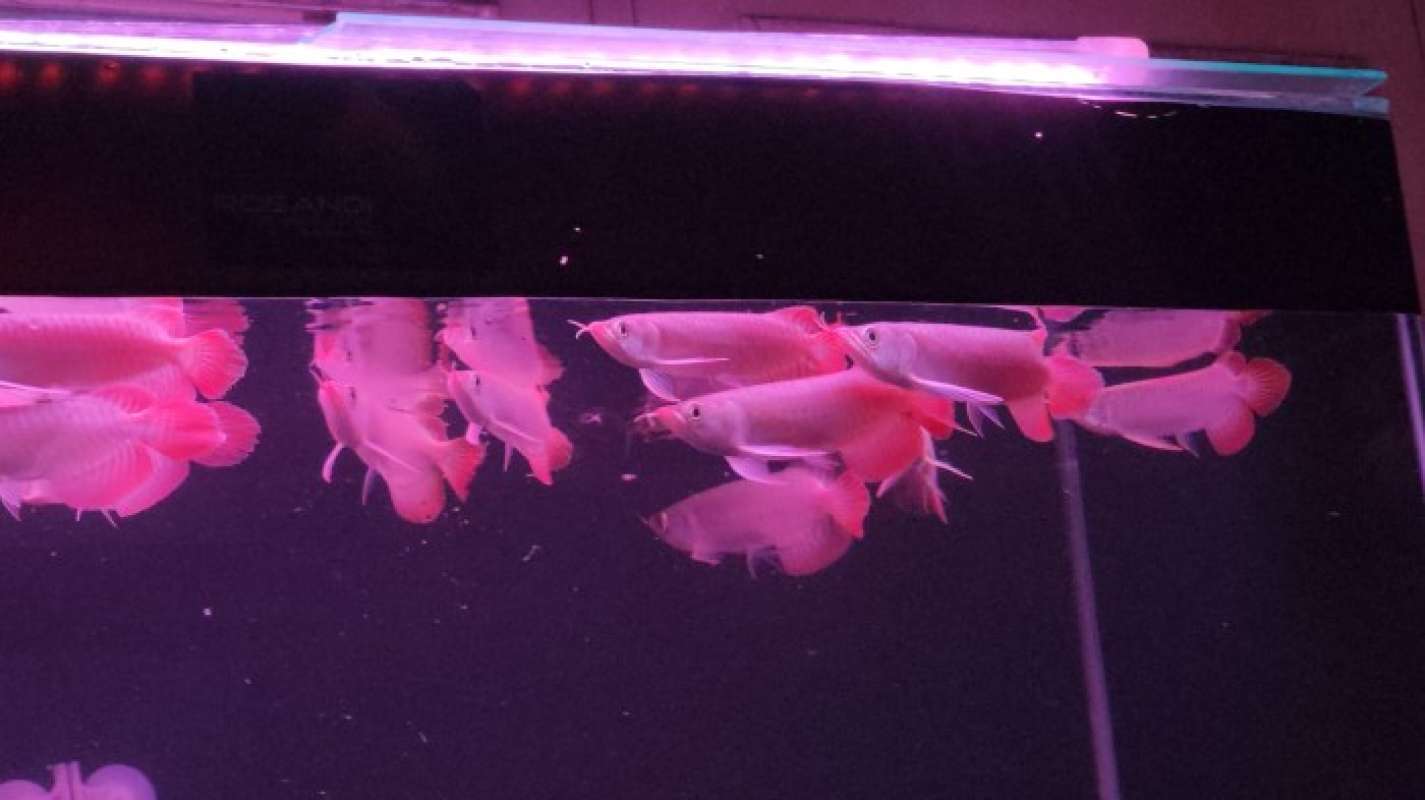 Jual Rosandi Arwana Terdekat 🏷️ Harga Grosir Murah Terupdate Hari Ini Januari 2026