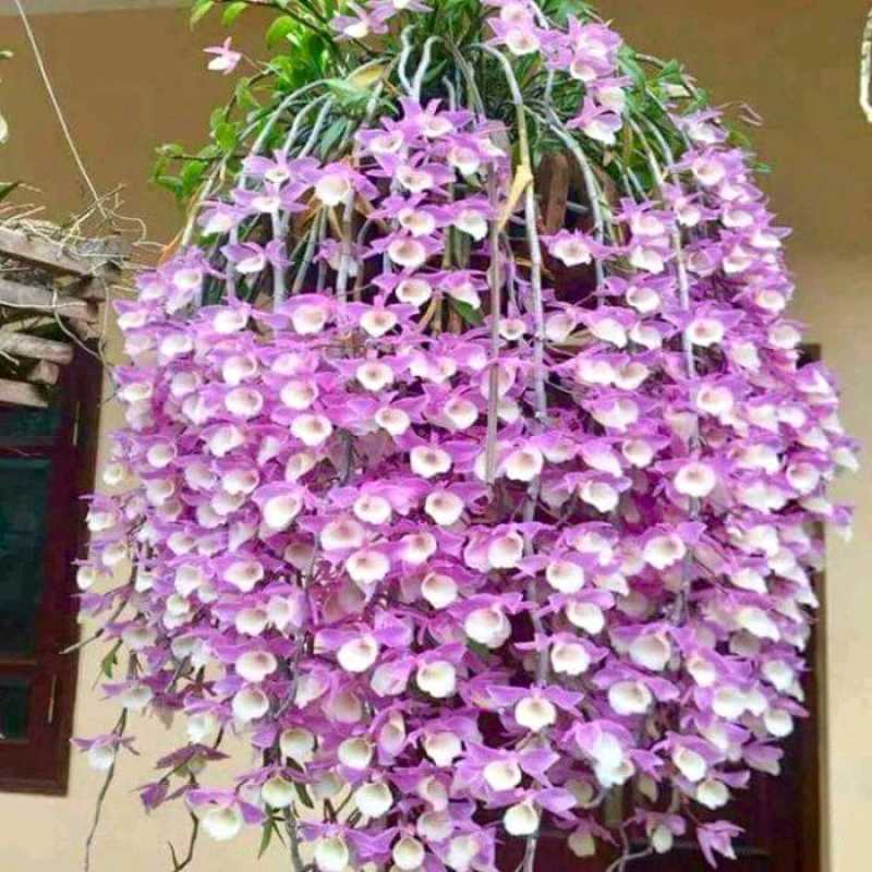 Jual Dendrobium Aphyllum Bibit Bunga Anggrek Tirai Dendro Apilum Siap ...