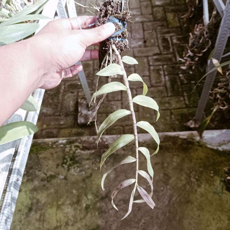 Jual Dendrobium Aphyllum Bibit Bunga Anggrek Tirai Dendro Apilum Siap ...