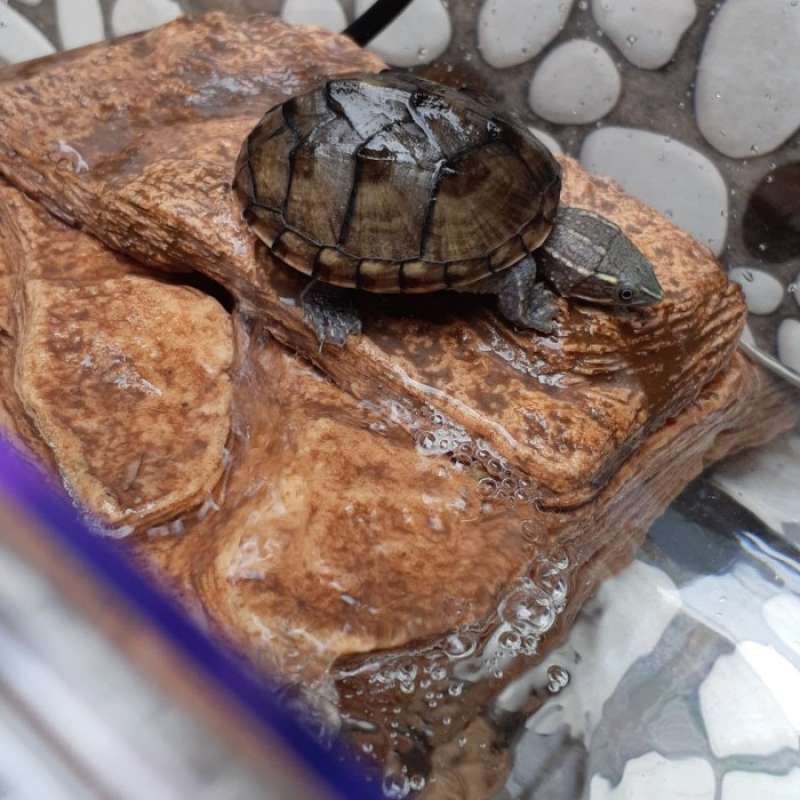 Promo Turtle Cliff Tr004b Basking Kura Dengan Filter Internal Tempat ...