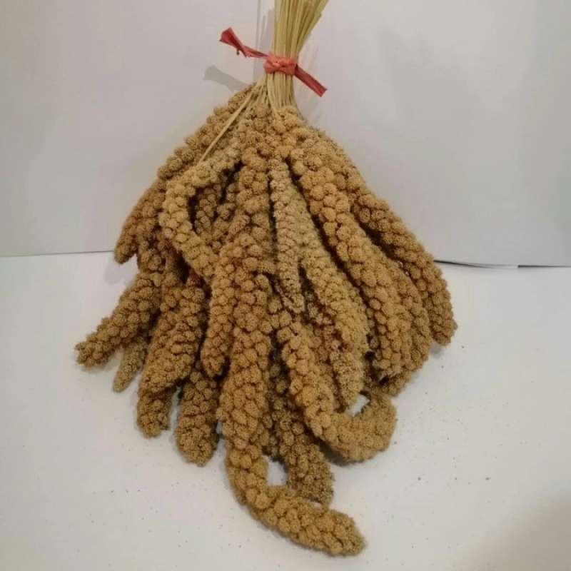 Jual Jewawut Juwawut Tangkai Spray 1kg Di Seller Regstore - Cengkareng ...