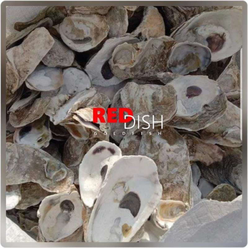 Promo Oyster Shell Kulit Kerang Media Filter Kolam - 20Kg Diskon 33% di ...