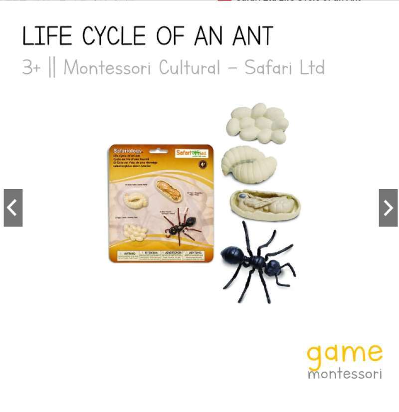 Jual Safari Ltd Life Cycle of an Ant di Seller GAME Montessori - GAME ...